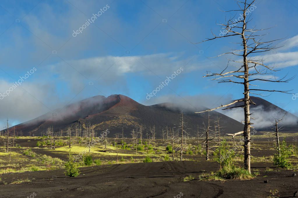Madera muerta - consecuencia de una liberaci n catastr fica de cenizas durante la erupci n del ...