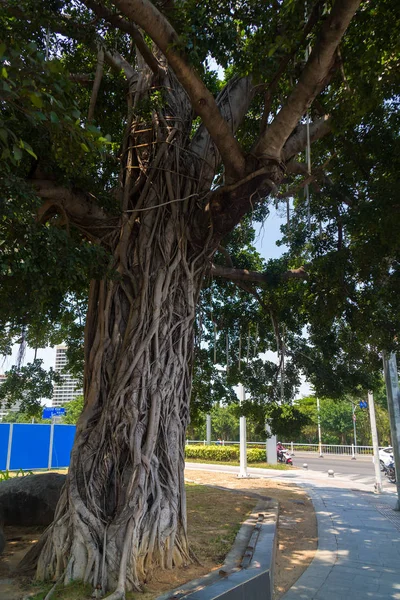 Malacca tree Stock Photos, Royalty Free Malacca tree Images | Depositphotos
