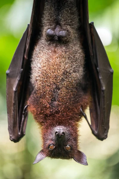 Large Malayan flying fox - Stock Image - Everypixel