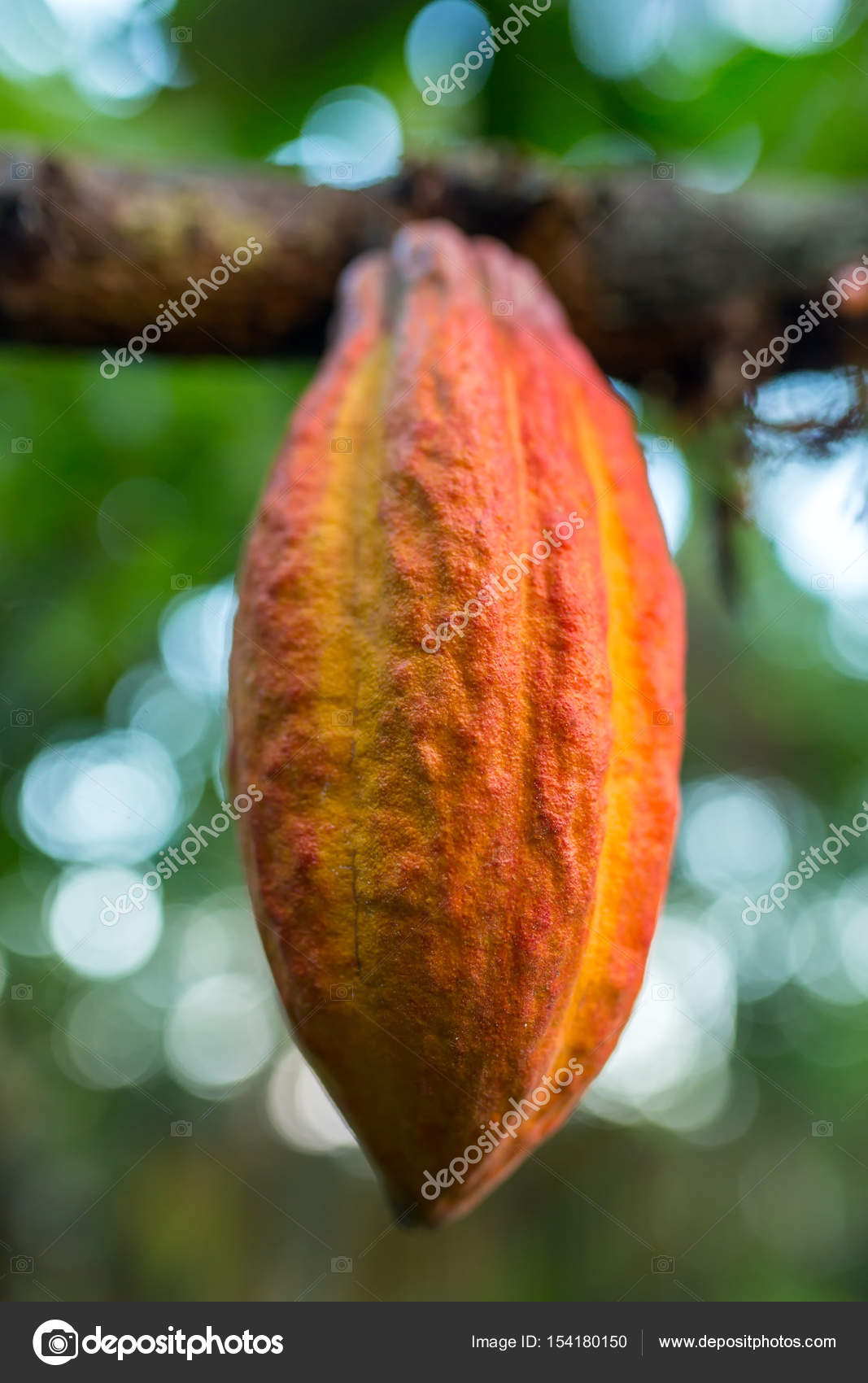 Cocoa fruit hanging on tree — Stock Photo © mazzzur #154180150