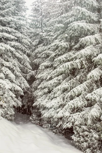 Forest entrance Images - Search Images on Everypixel