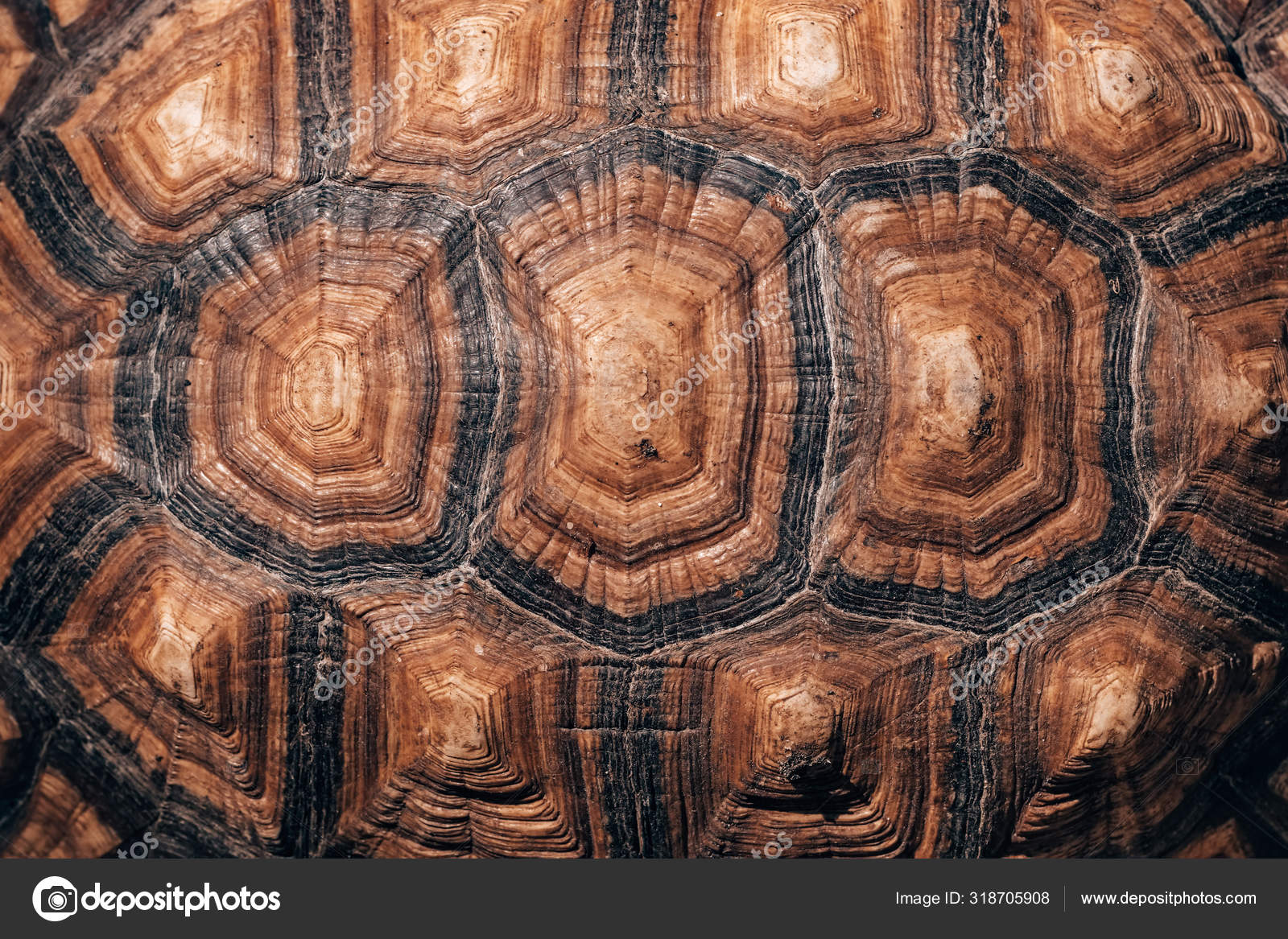 Tortoise Shell Background