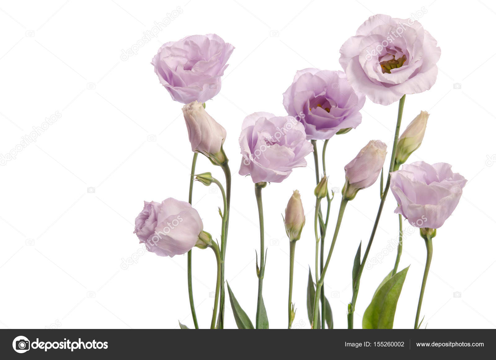 Beautiful pale violet eustoma flowers isolated on white backgrou Stock ...