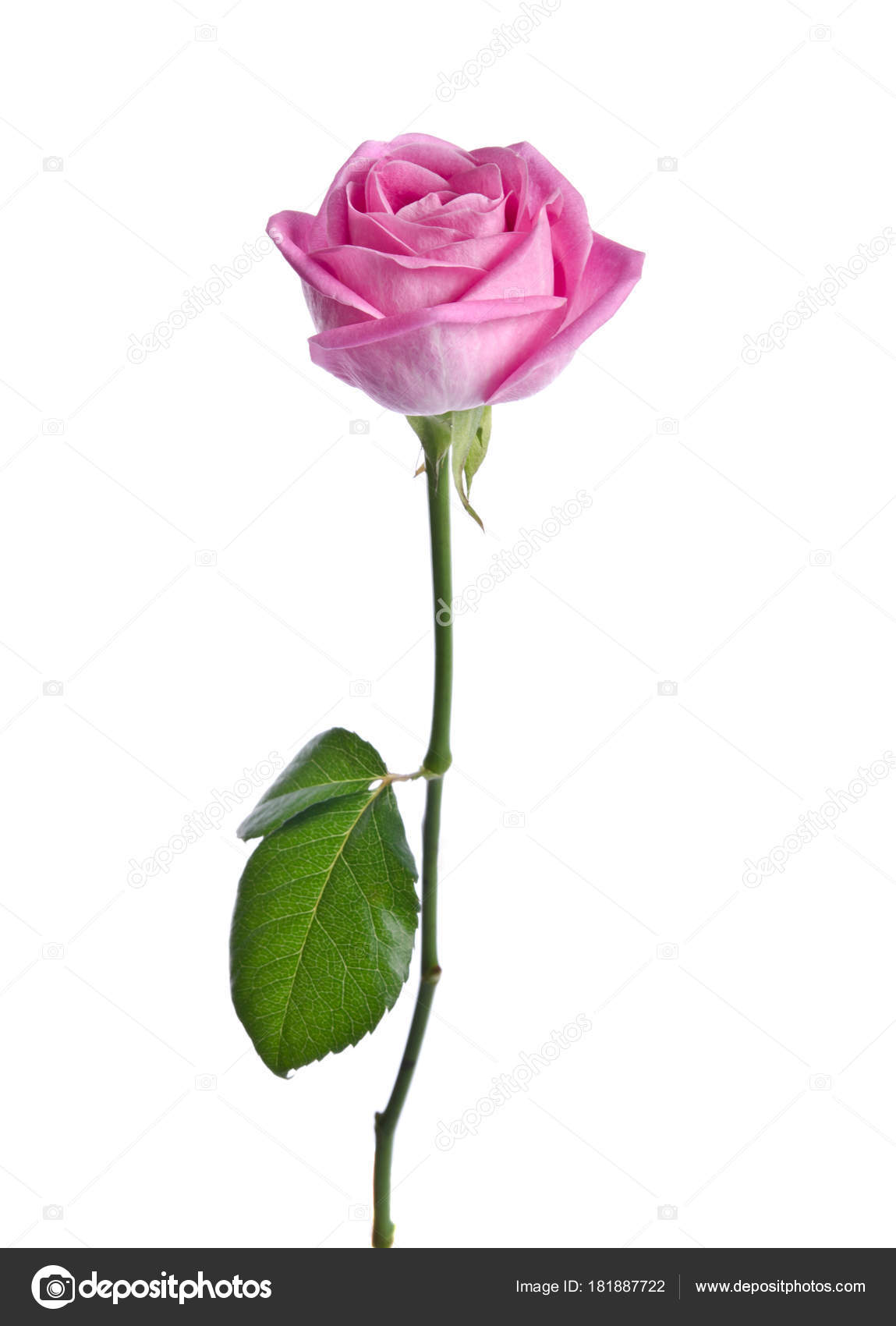 Single Pink Rose