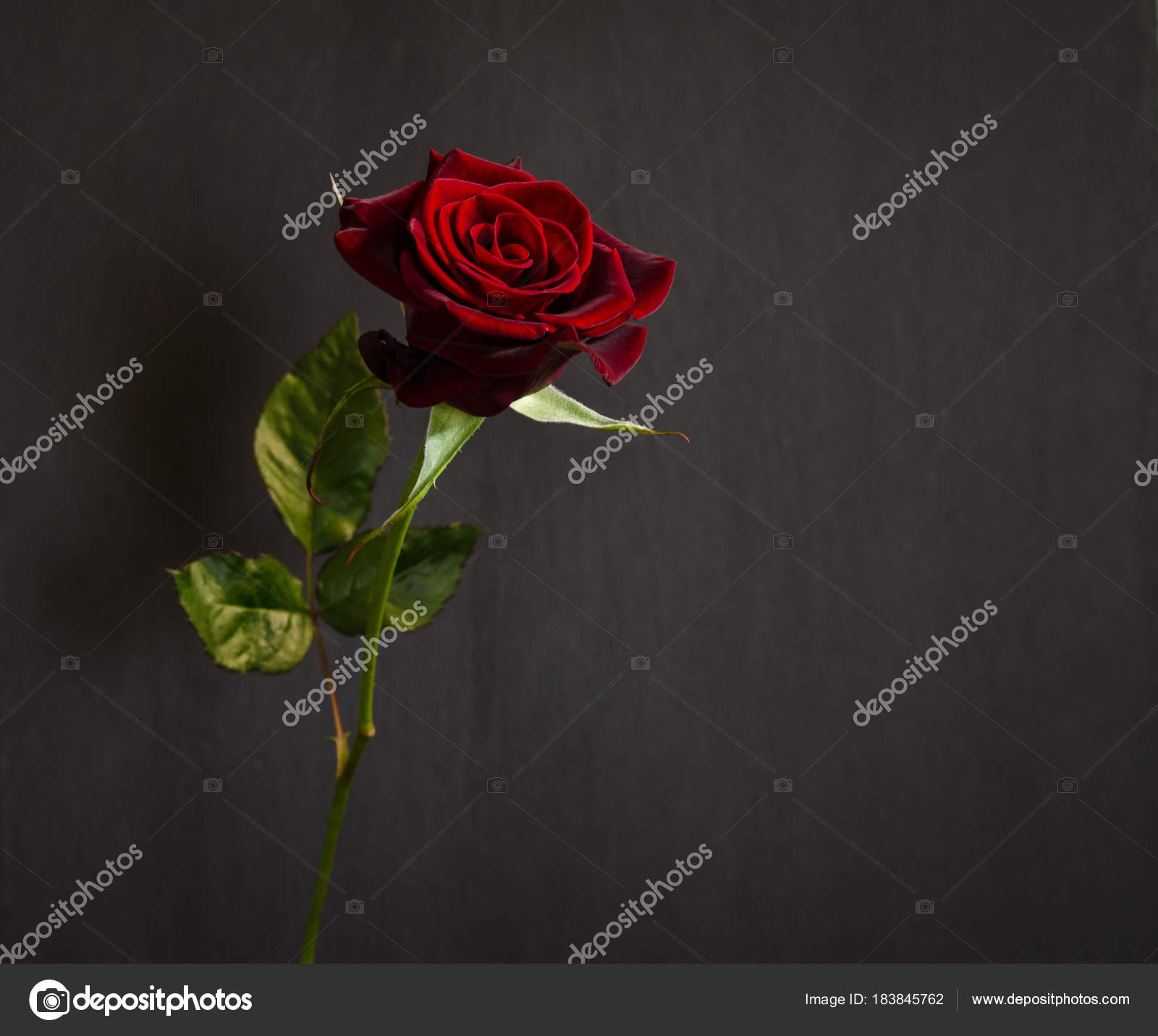 Beautiful single dark red rose on dark background Stock Photo by ...
