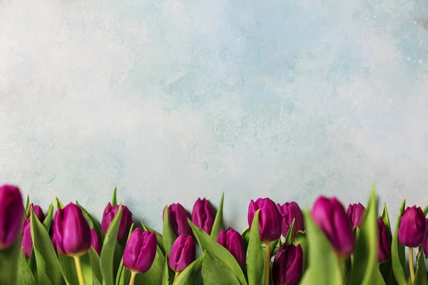 Purple tulips border Stock Photo by ©klenova 183694260