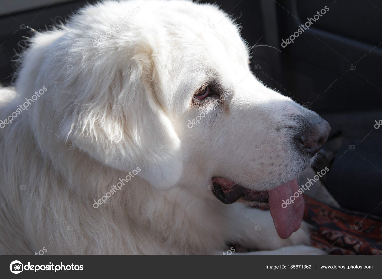 Young Tatra Shepherd Dog Outdoor Stock Photo by ©innervision 185671362