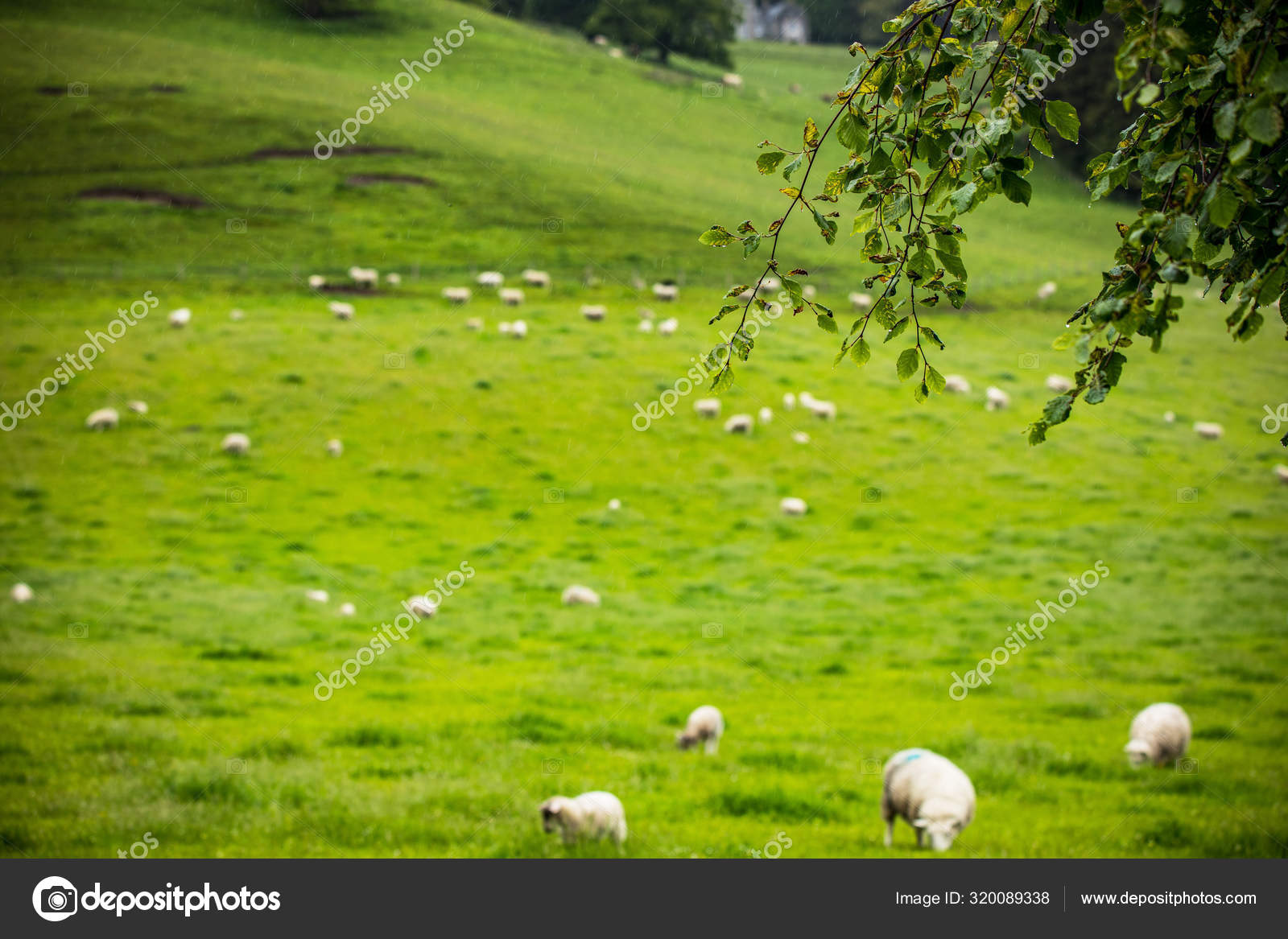 Scenic Scotland Meadows Sheep Traditional Landscape — Stock Photo © innervision #320089338