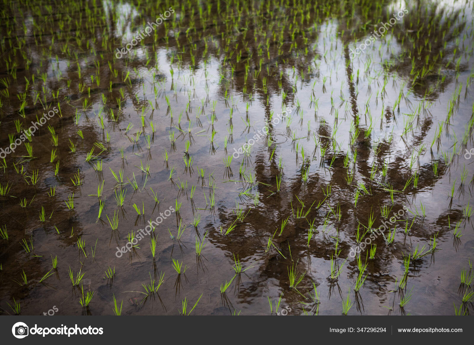 Traditional Balinese Rice Fields and Seasonal Harvest. Stock Photo by ...