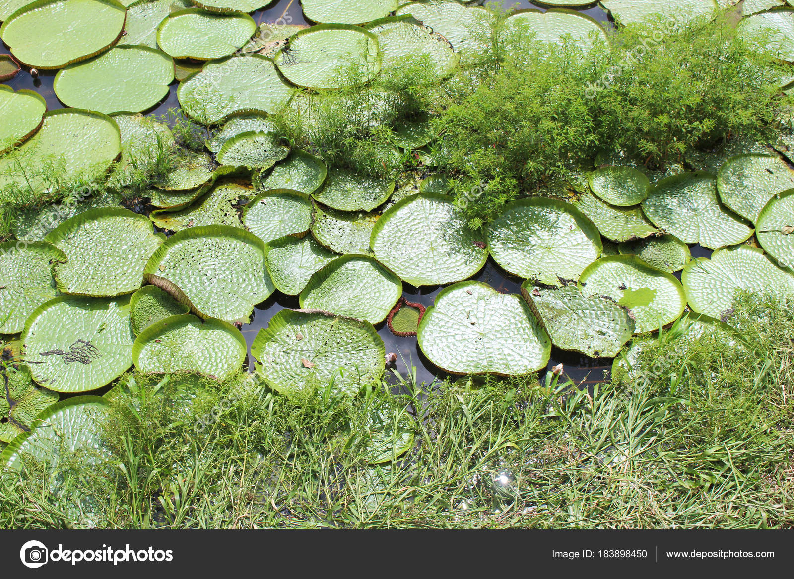 Giant lily pads in the Amazon, Brazil — Stock Photo © gvictoria #183898450