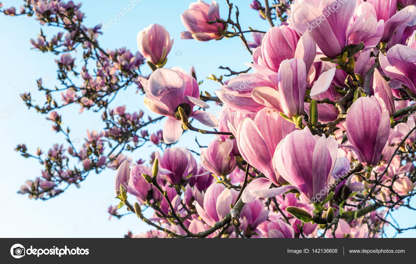 Magnolia flowers in spring season Stock Photo by ©jovannig 142136608