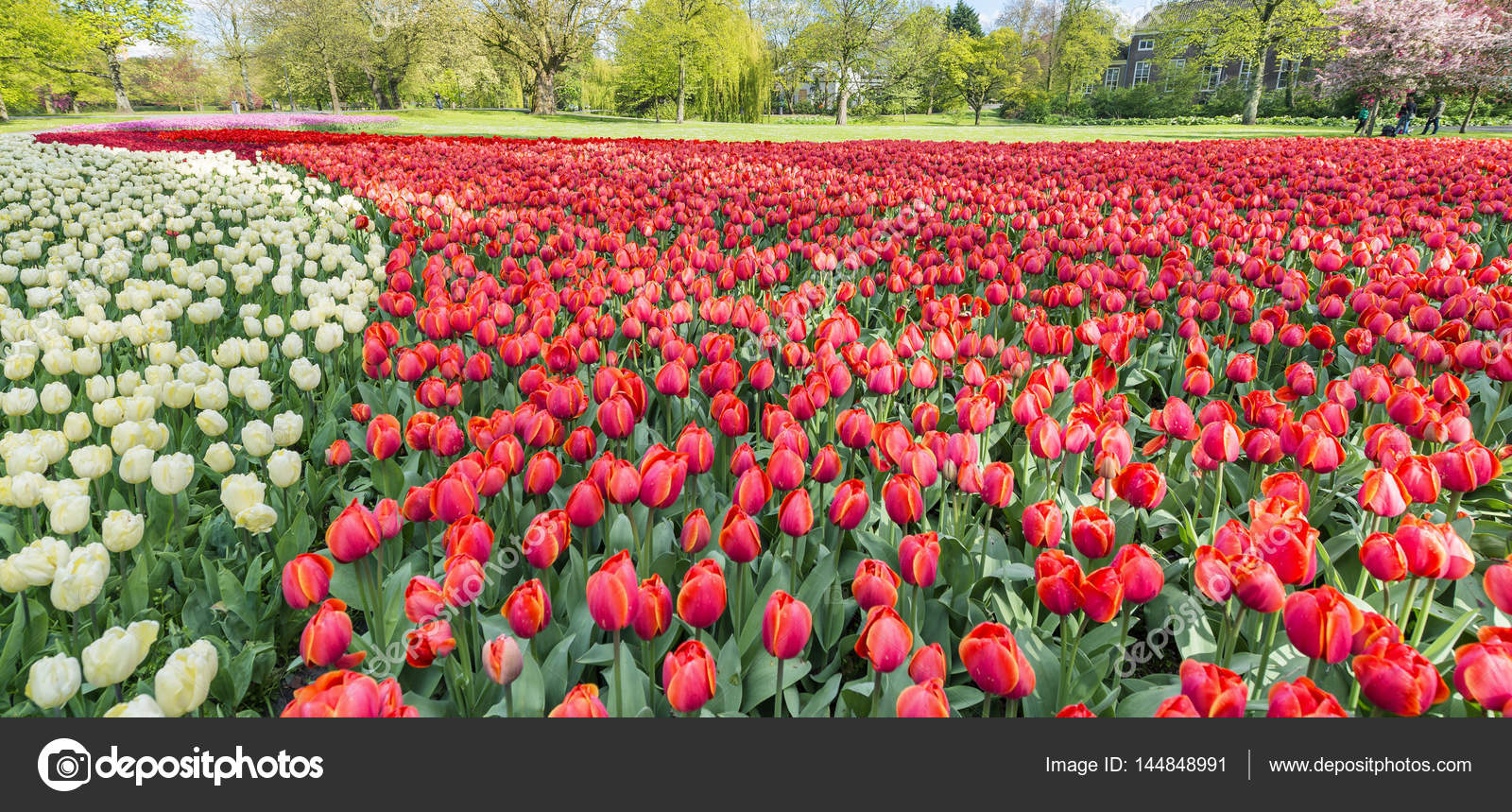 Rotterdam Flower Park | Best Flower Site