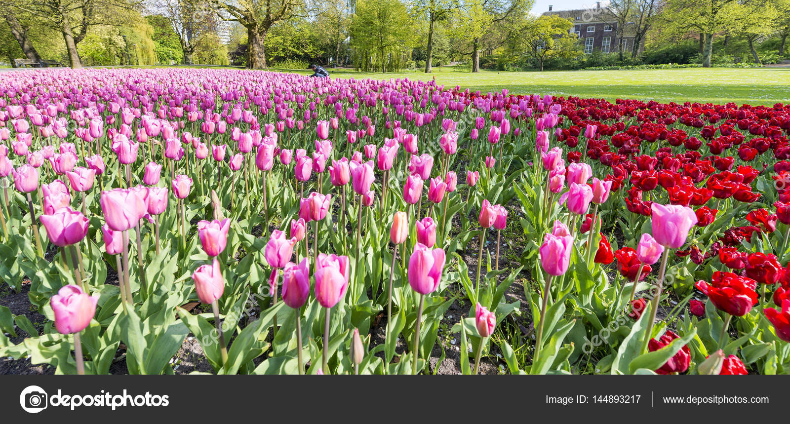Rotterdam Flower Park | Best Flower Site