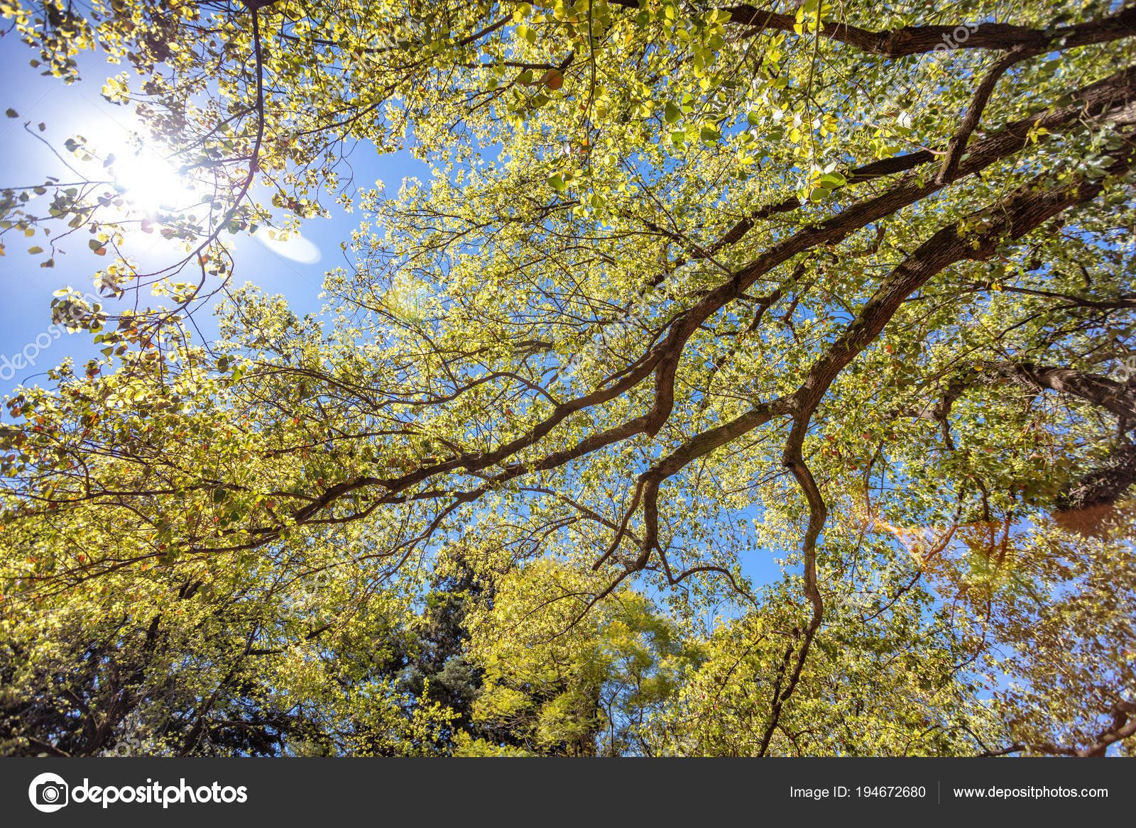 Sun Rays Filtering Tree Branches — Stock Photo © jovannig #194672680