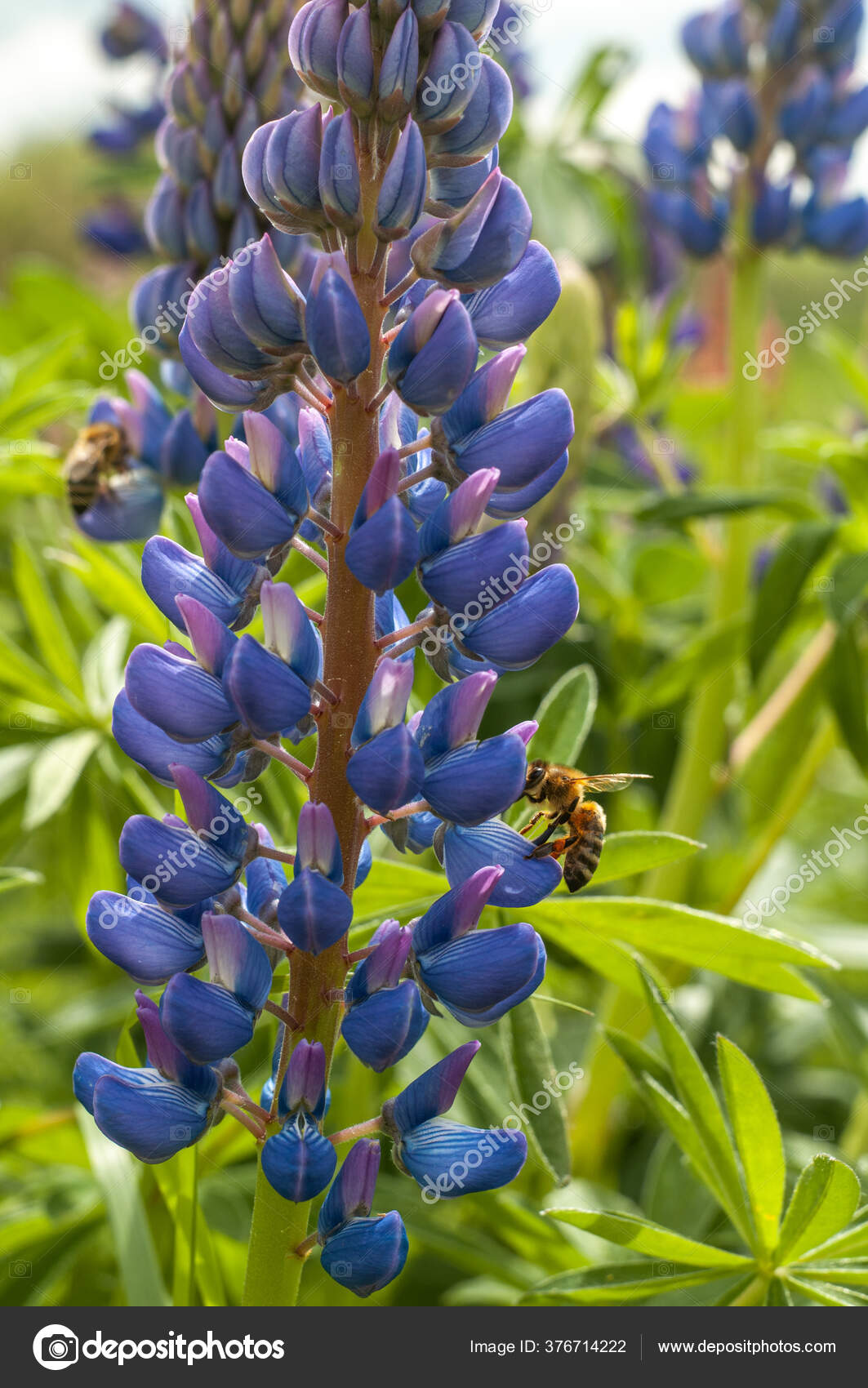 Lupine Flower Close Up