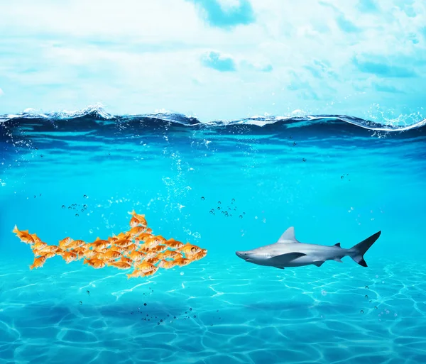 Goldfish shark Stock Photos, Royalty Free Goldfish shark Images ...