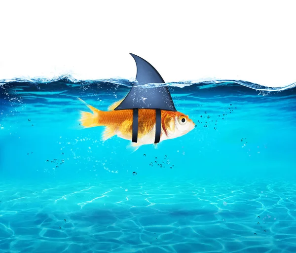 Goldfish shark Stock Photos, Royalty Free Goldfish shark Images ...