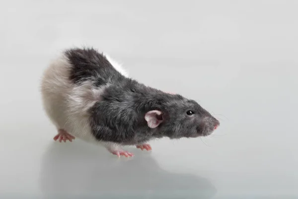 Ratón corriendo fotos de stock, imágenes de Ratón corriendo sin ...