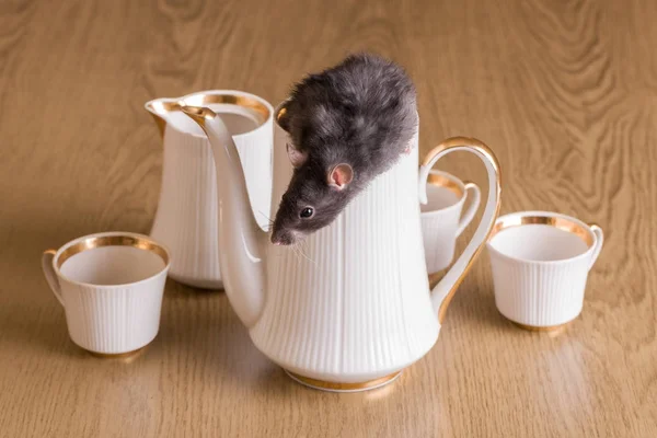 Rats fancy Stock Photos, Royalty Free Rats fancy Images | Depositphotos