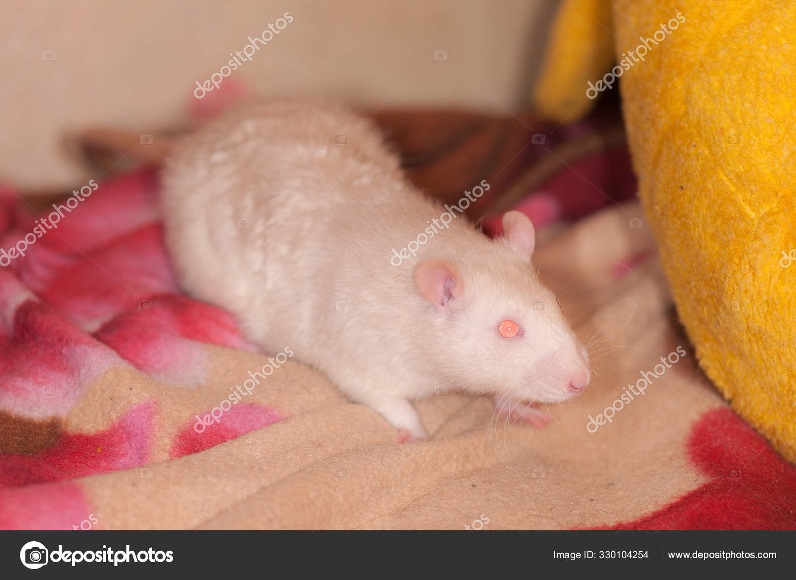 White Rats With Red Eyes Babies