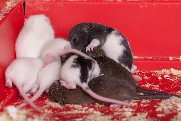 Disgusting mice Stock Photos, Royalty Free Disgusting mice Images ...