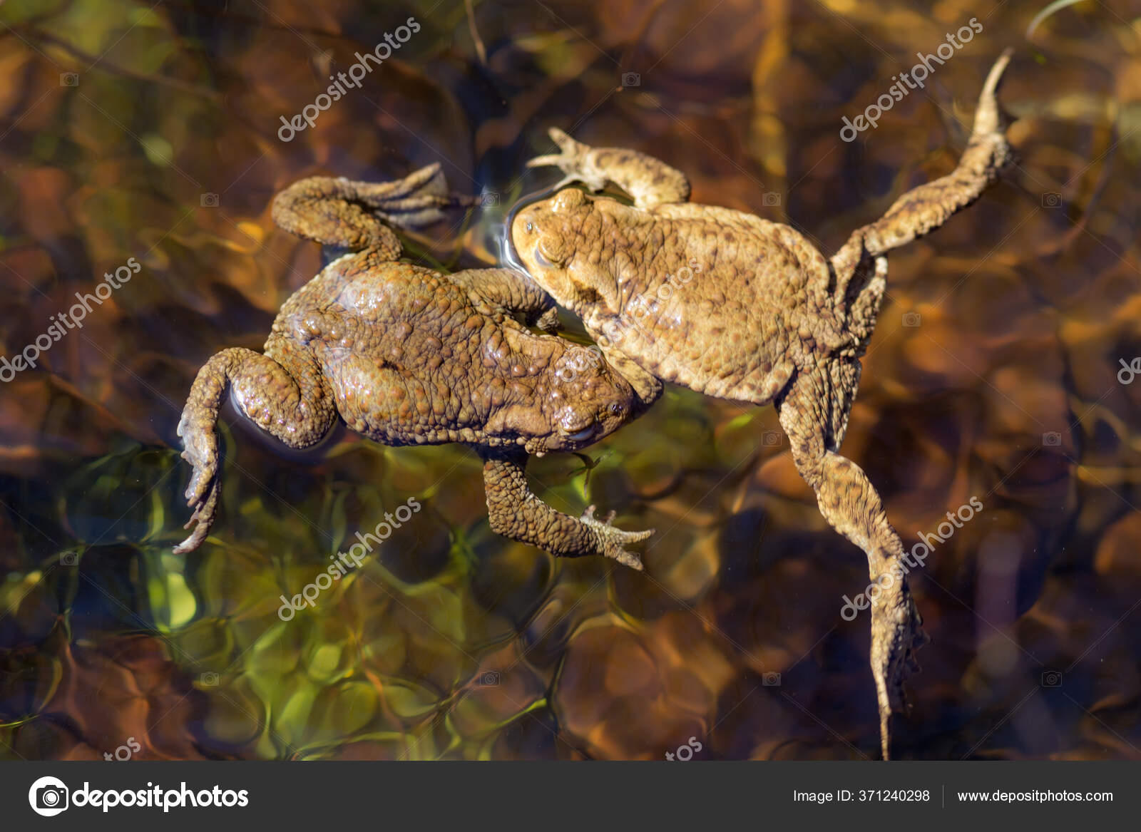 Two Toads Water Sunny Day — Stock Photo © Argument #371240298