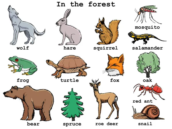 Arboreal Animals Pictures With Names