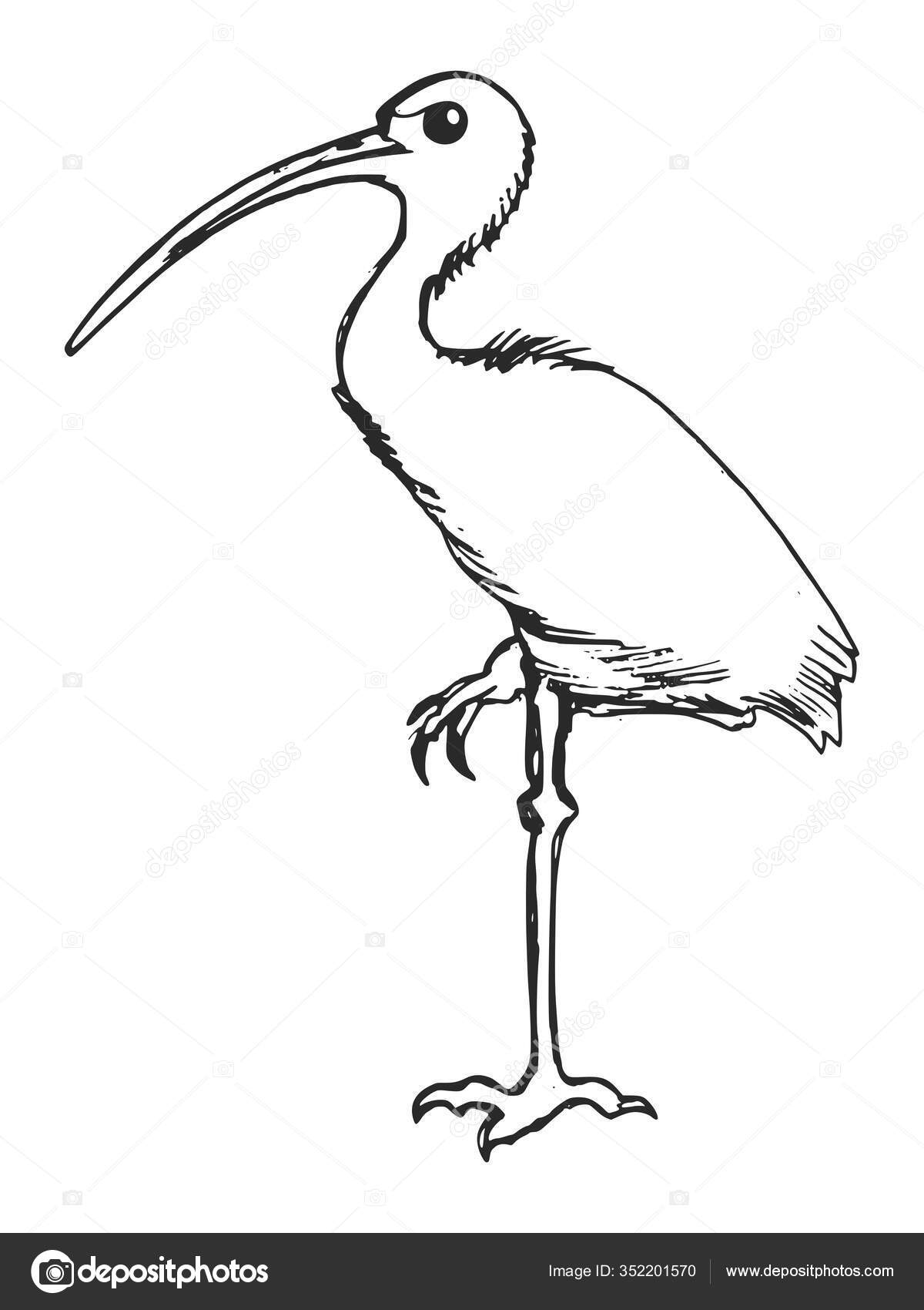 Vector Dibujado Mano Ilustración Bocetos Ibis Motivos Zoología ... Vector Dibujado Mano Ilustración Bocetos Ibis Motivos Zoología ...