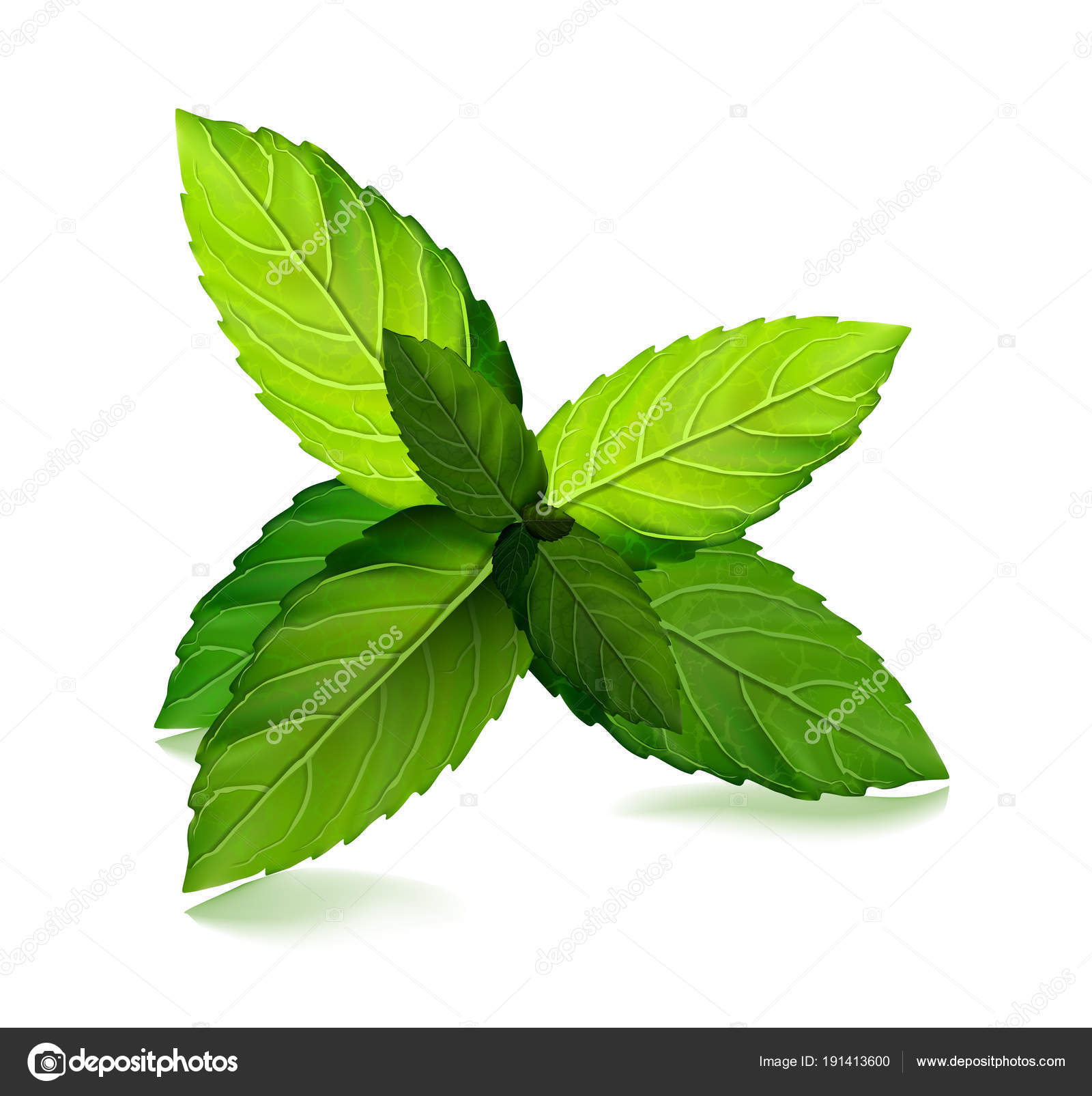 Fresh mint leaf. Vector menthol healthy aroma. Herbal nature plant ...