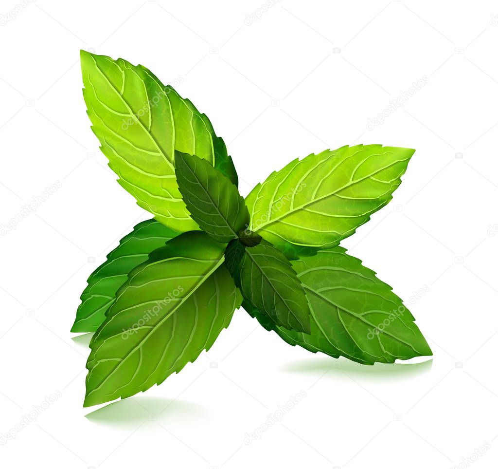 Fresh mint leaf. Vector menthol healthy aroma. Herbal nature plant ...