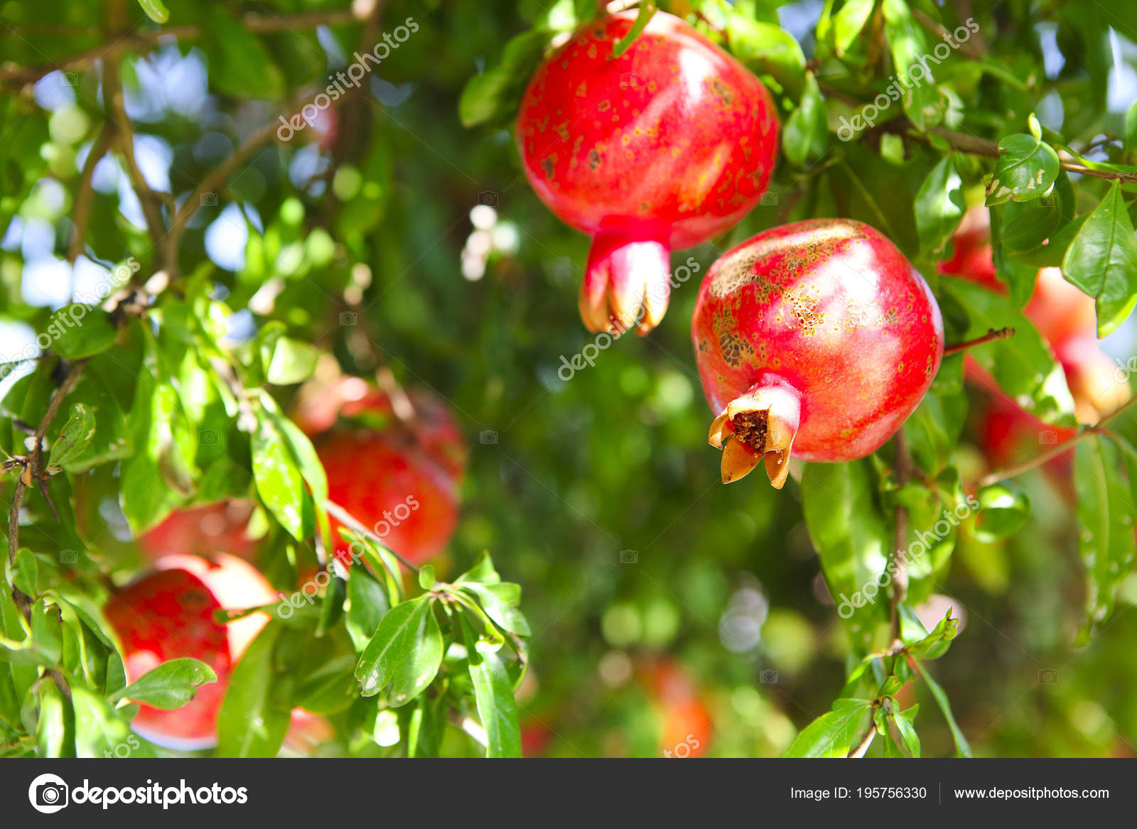 Branches of pomegranate tree (punica granatum) full of ripe frui Stock ...