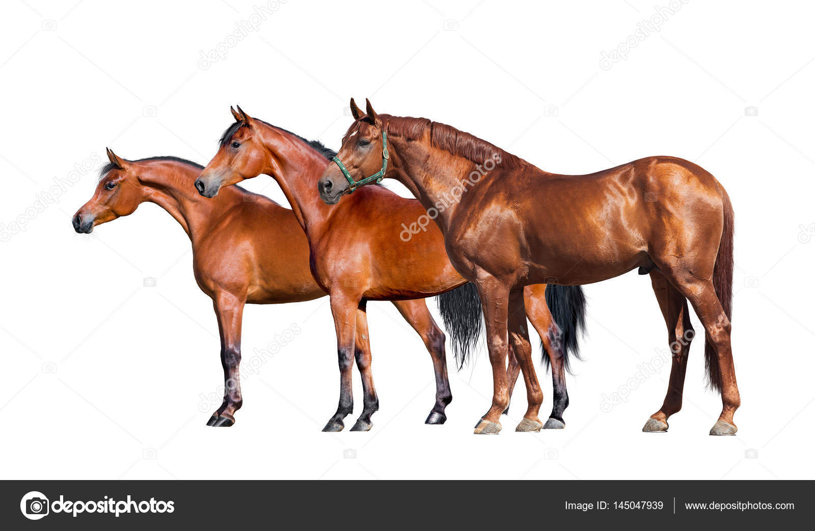 Horses isolated on white. Group of three horses standing on white ...