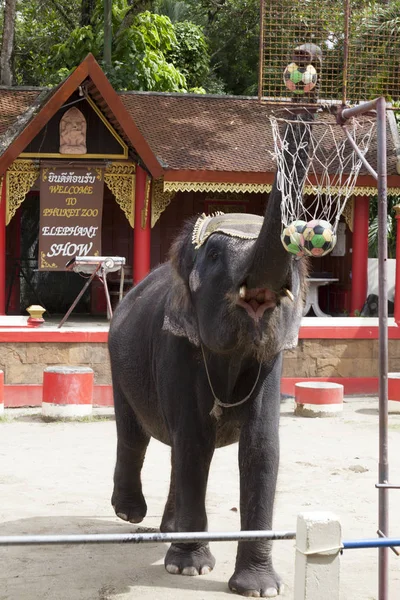 Baby elephant on ball — Stock Photo © Clivia #1570588