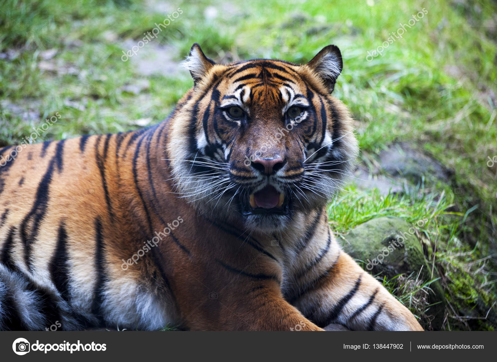Muzzle Tiger closeup Tiger lying down and looking to the forest. Large ...