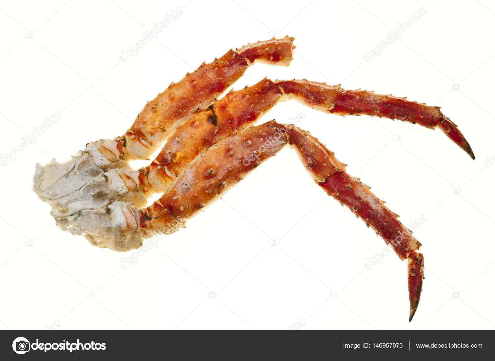 Crab meat in the shell. Crab legs closeup on a white background. Far ...
