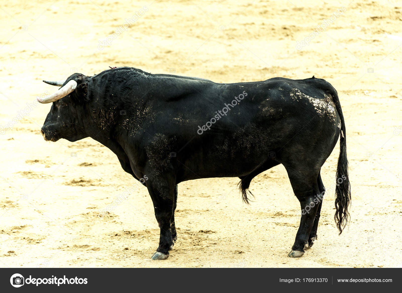 Angry bull Bullfighting. A large Spanish bull fighting. – Stock ...