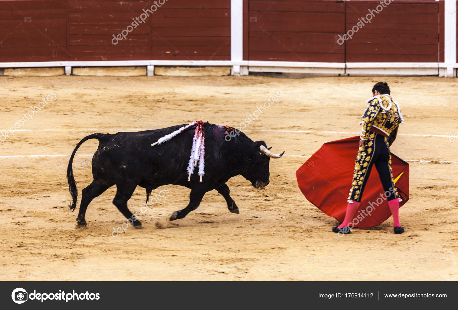 Spanish bullfight. .The enraged bull attacks the bullfighter. Corrida ...