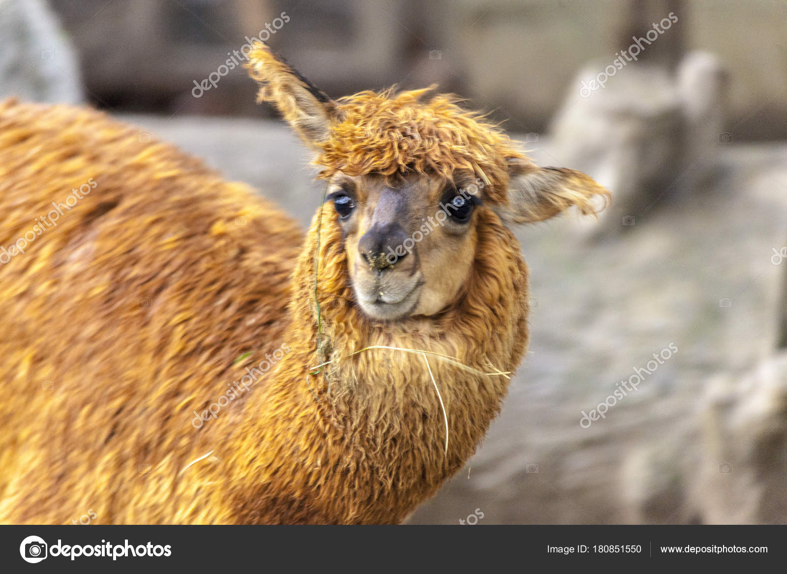 Lama face closeup. Lama glama. Lama glama in the farm in Peru. — Stock ...