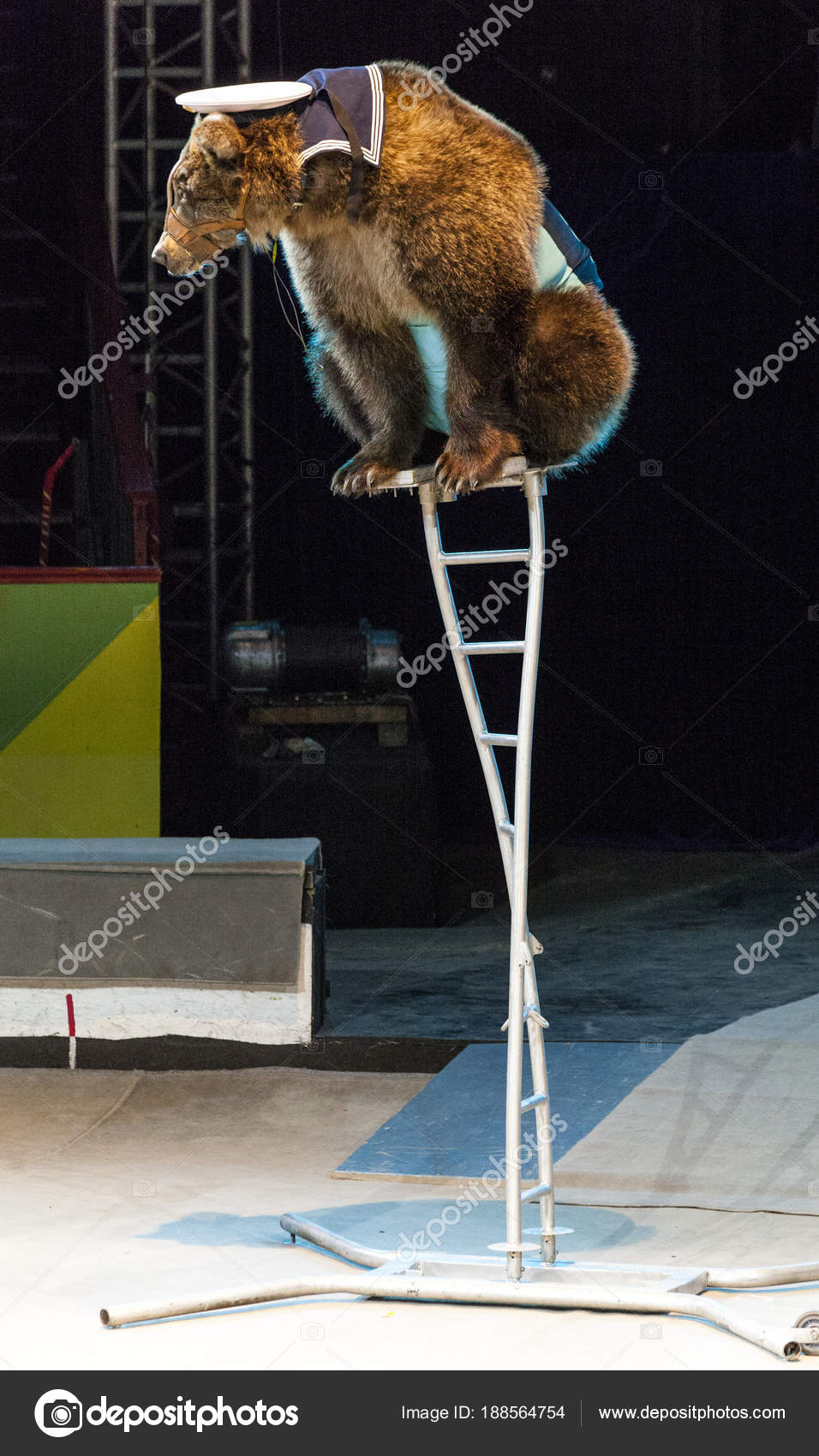 Circus. A bear is a gymnast. A circus bear on the stairs makes ...