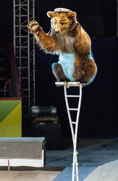 Circus. A bear is a gymnast. A circus bear on the stairs makes ...