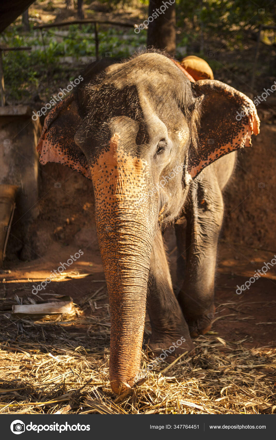 Large Indian Elephant Eating Sugarcane Farm India Goa Stock Photo by ...