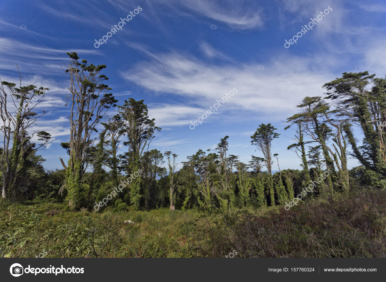Sintra Forest Pines — Stock Photo © ribeiroantonio #157760324