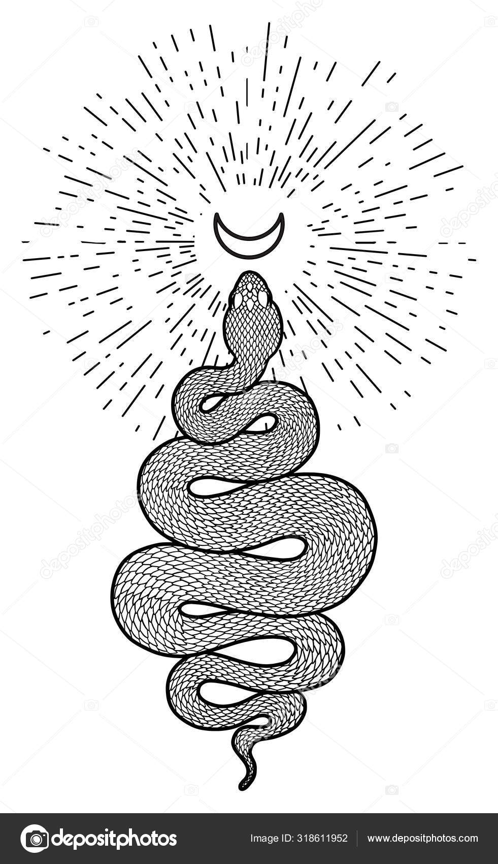 Coiled snake and crescent moon detailed illustration Stock Vector Image ...