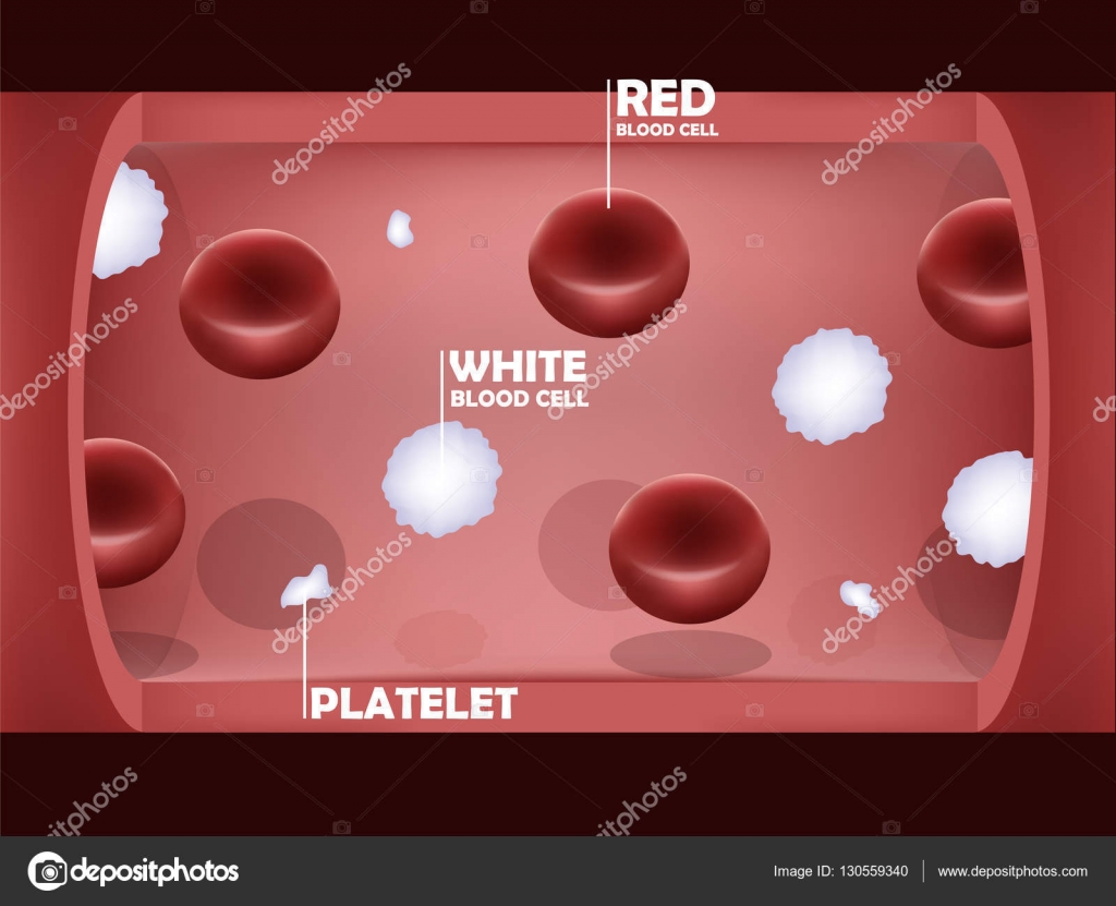 Info graphic design of blood system,Interior of a blood vessel with red ...