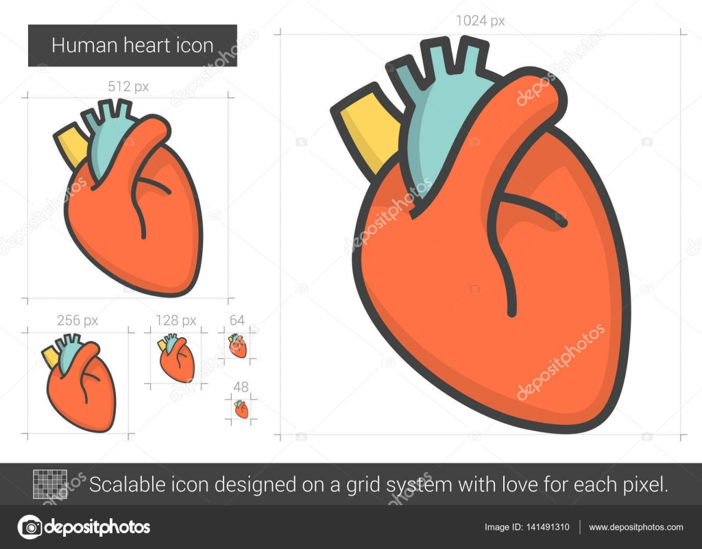 Human heart line icon. Stock Vector by ©VisualGeneration 141491310