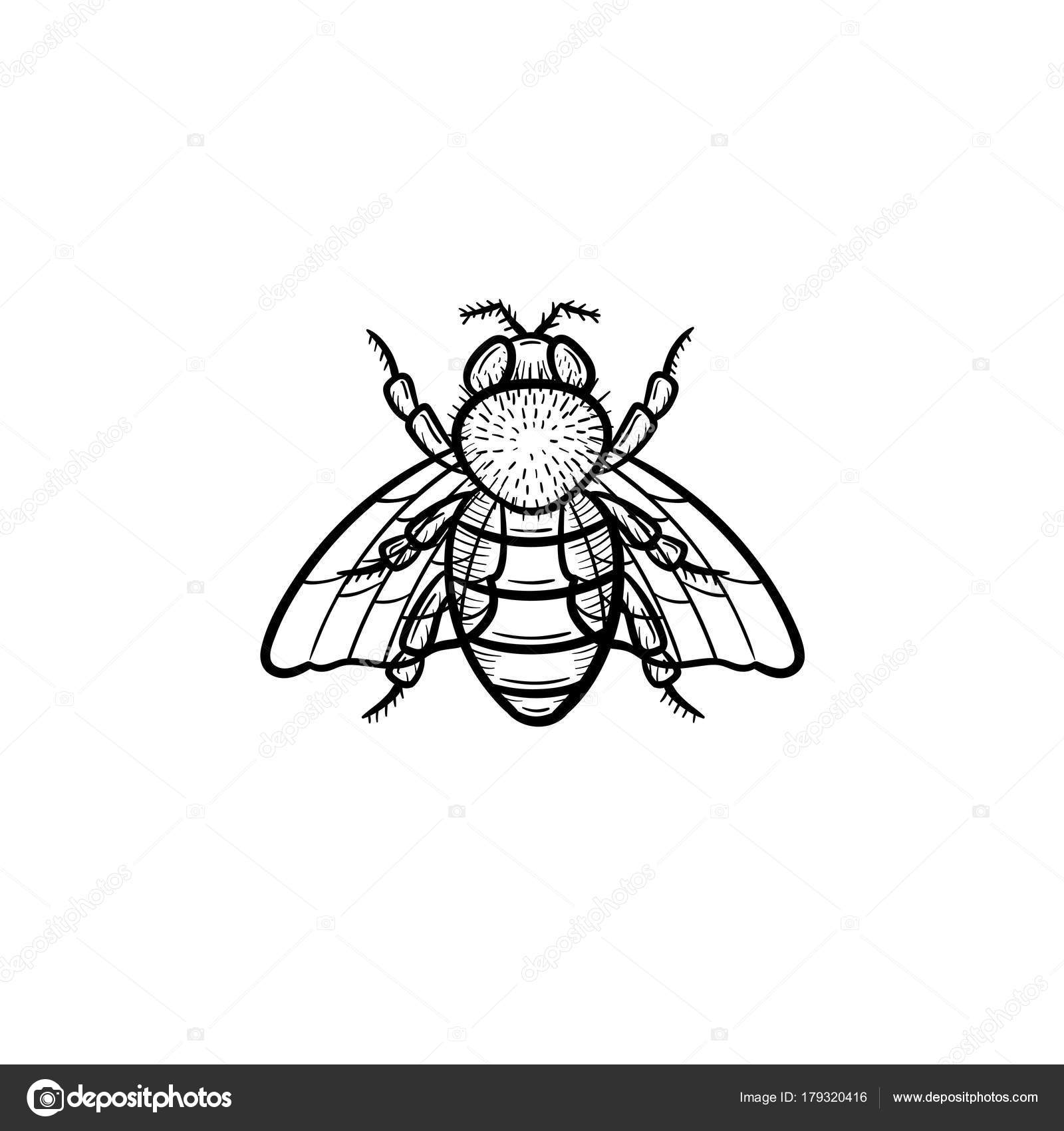 Fly hand drawn sketch icon. Stock Vector Image by ©VisualGeneration ...