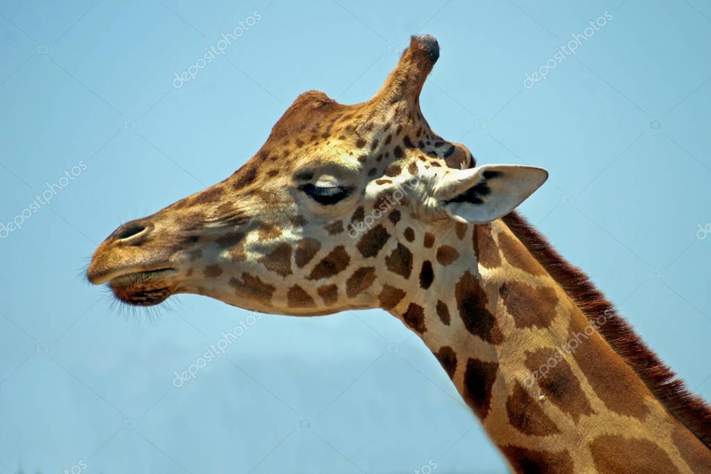 The head of a Giraffe Stock Photo by ©quackersnaps 129267068