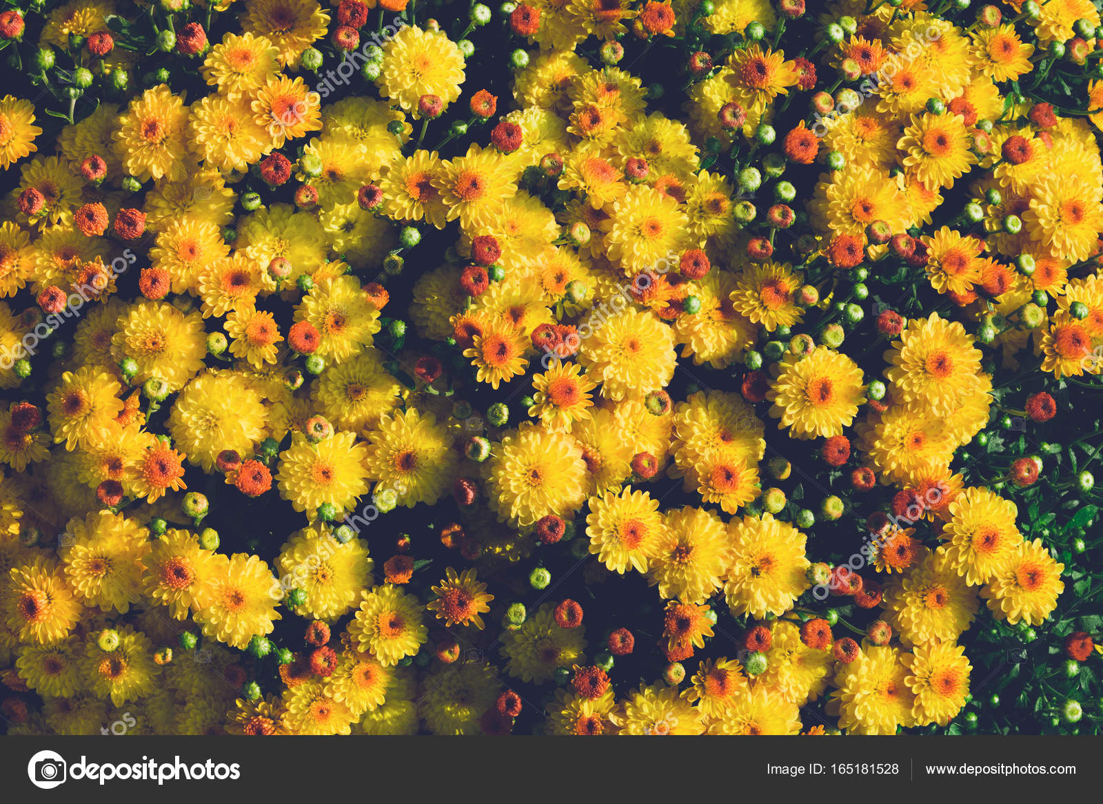 Yellow chrysanthemum flowers background. Retro toned. Stock Photo by ...