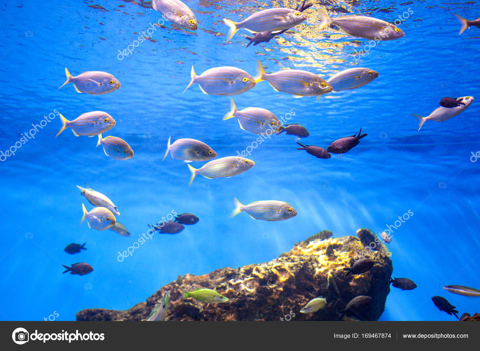 School of tuna fish Stock Photo by ©artjazz 169467874