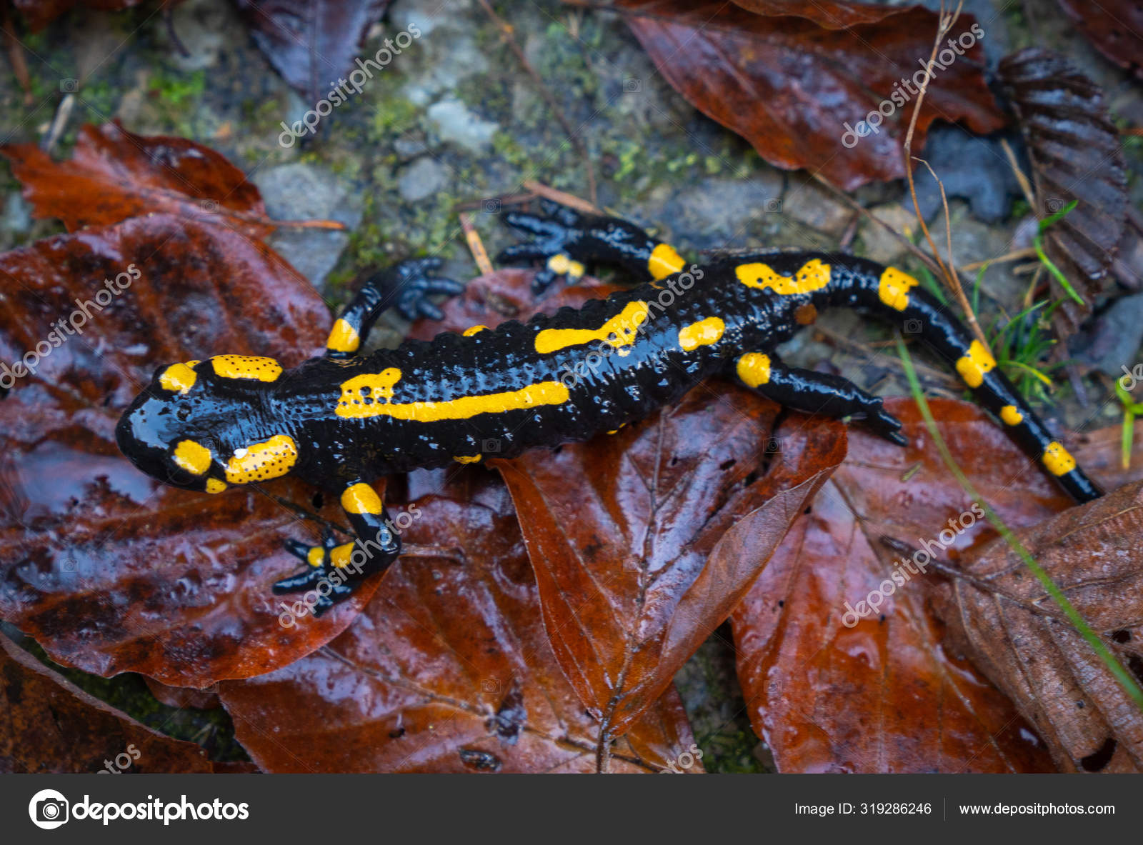Fire salamander or Salamandra salamandra Stock Photo by ©Arsgera 319286246